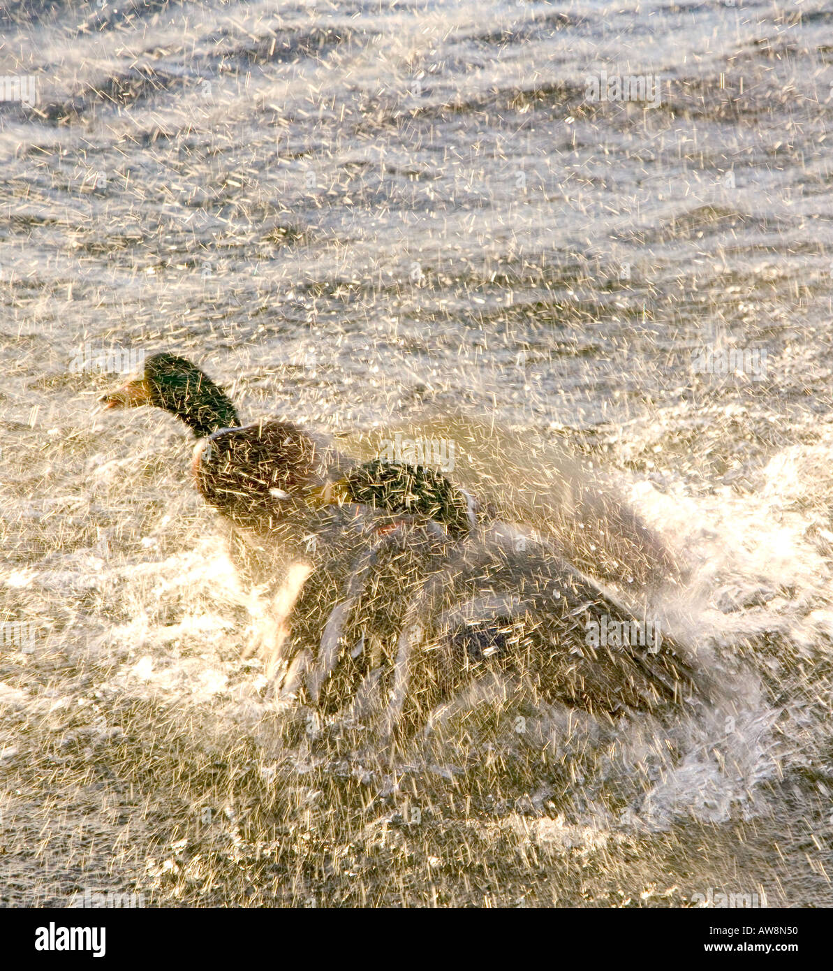 Male Mallards fighting on lake windermere, Lake District, UK Stock ...