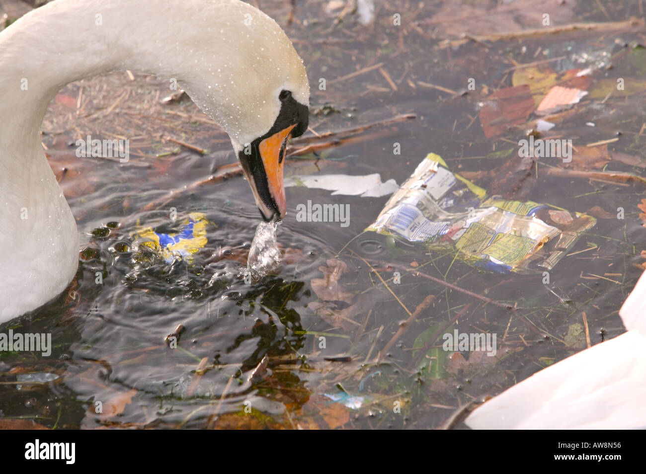 a Mute Swan feeding in polluted water with litter Stock Photo - Alamy