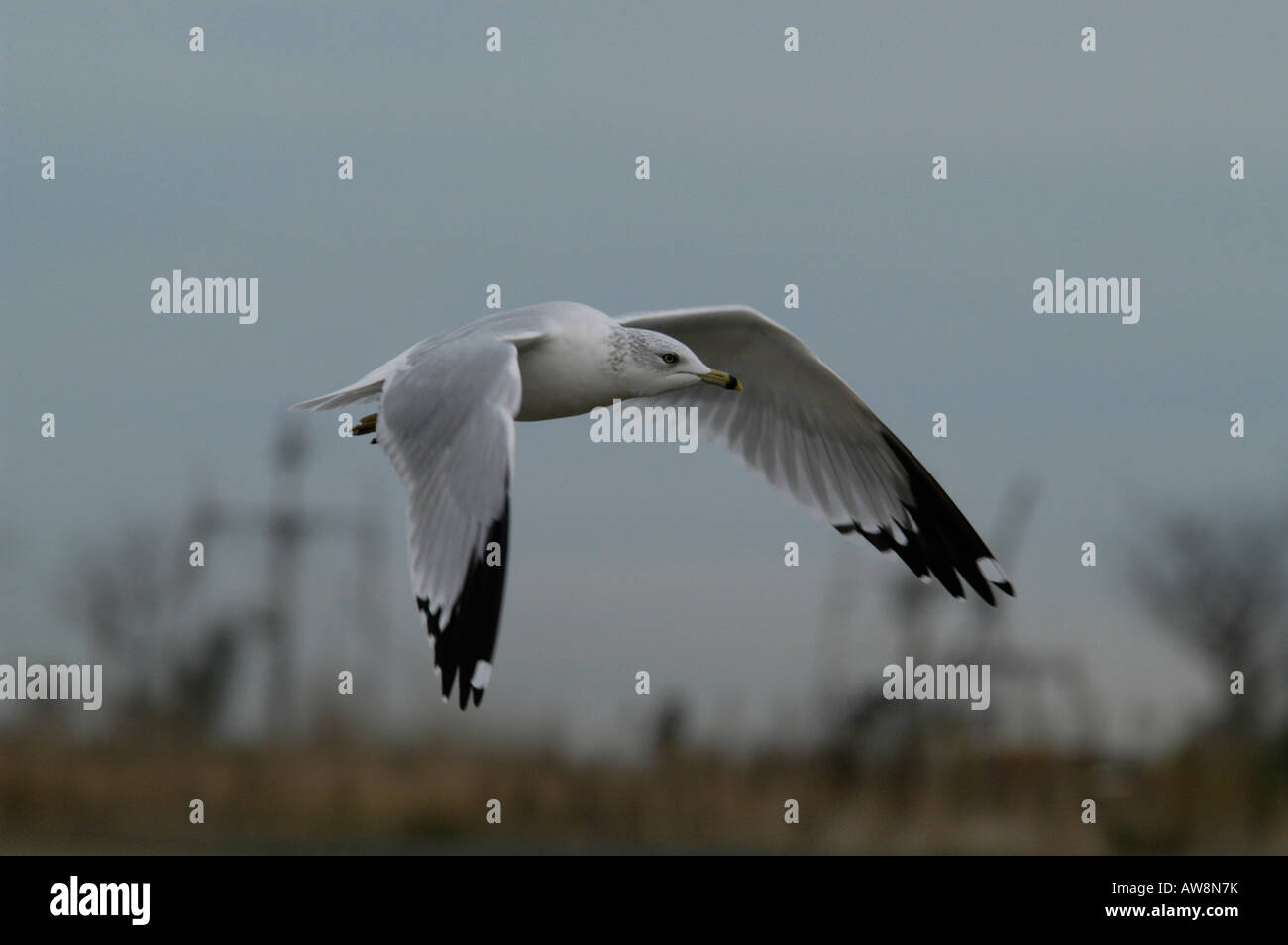 Gull In Flight Stock Photo - Alamy