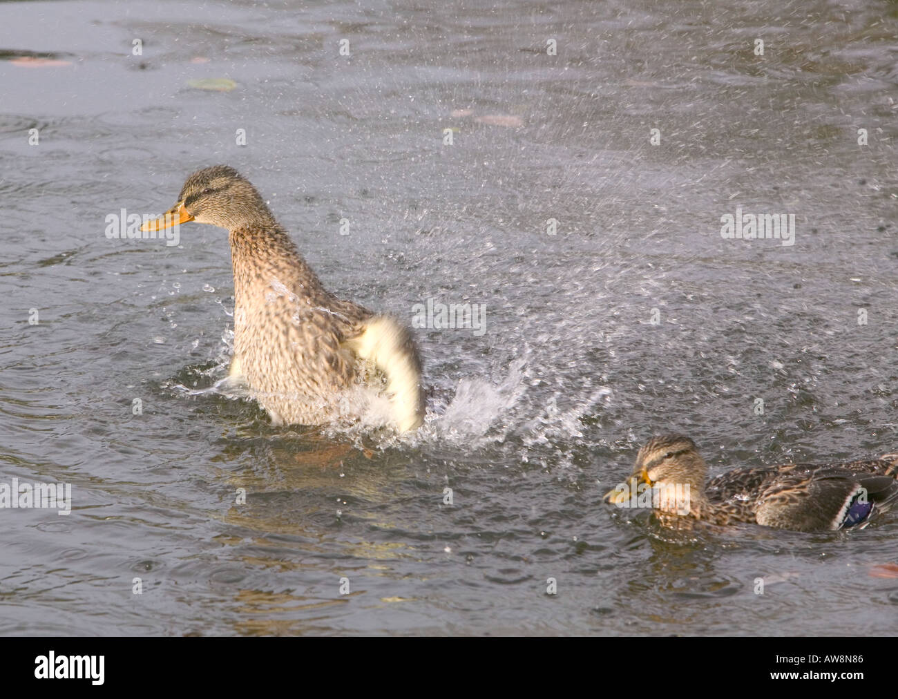 a female mallard duck washing Stock Photo - Alamy