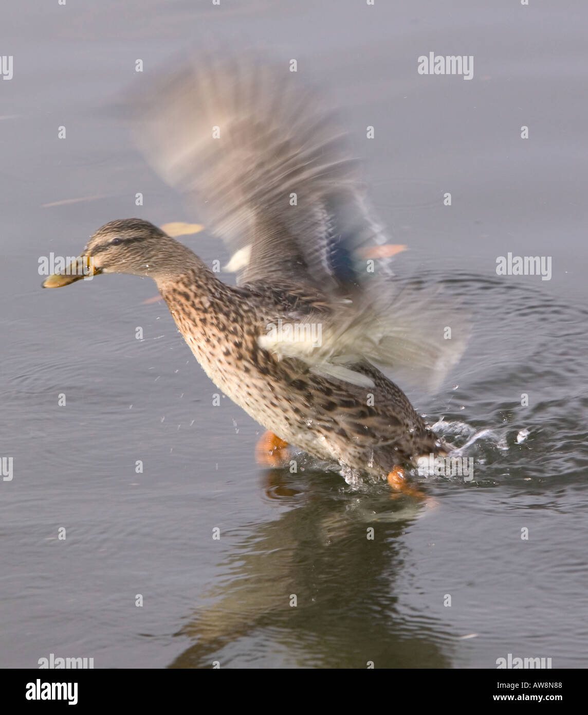 a female Mallard taking off Stock Photo - Alamy