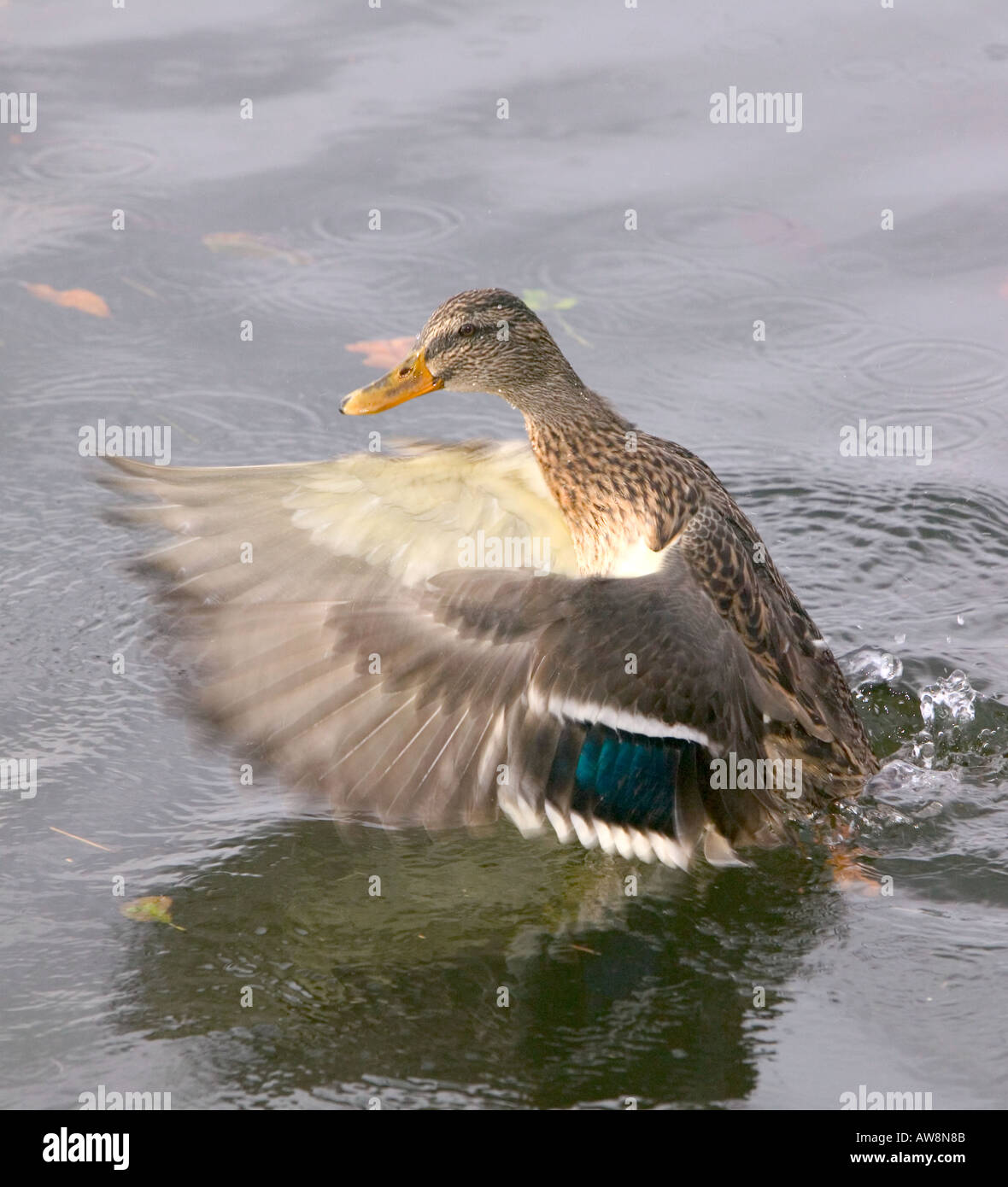 a female Mallard taking off Stock Photo - Alamy