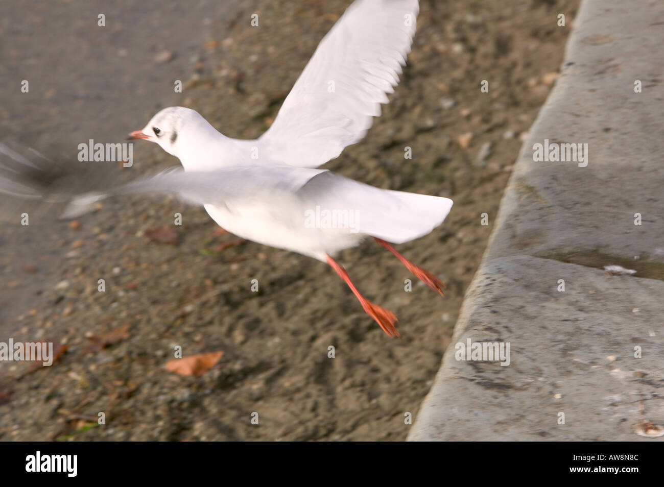 a Black Headed Gull taking off Stock Photo - Alamy