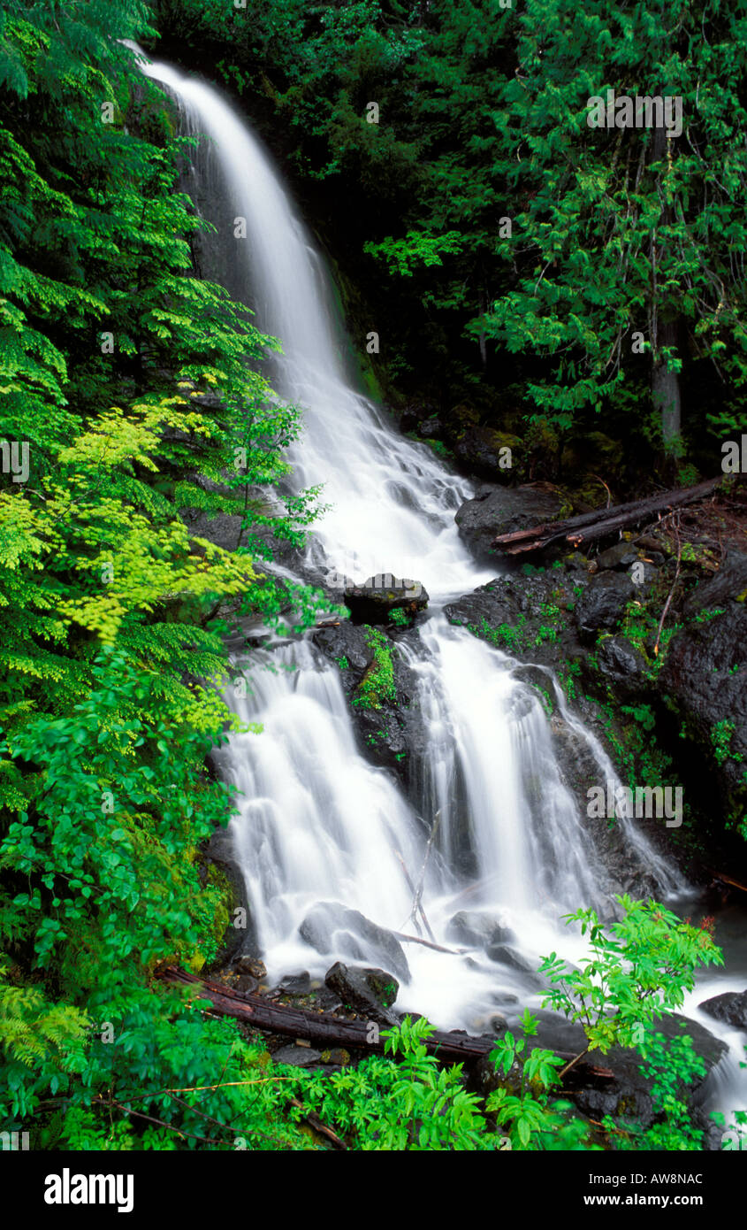 New spring growth around cascade on Falls Creek Mount Rainier National ...