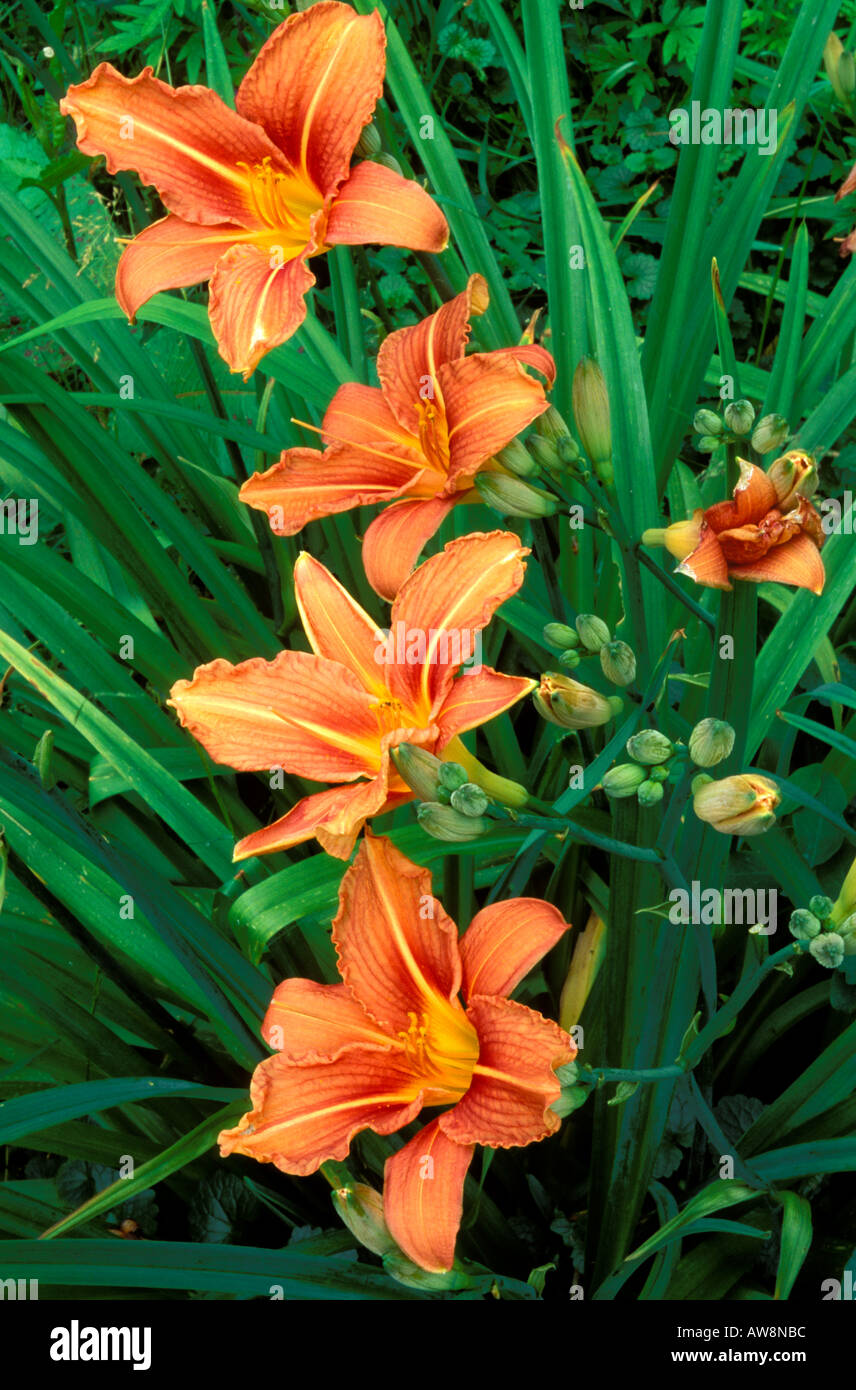Orange Tiger Lilly Lilium columbianum Bridal Veil State Park Columbia ...