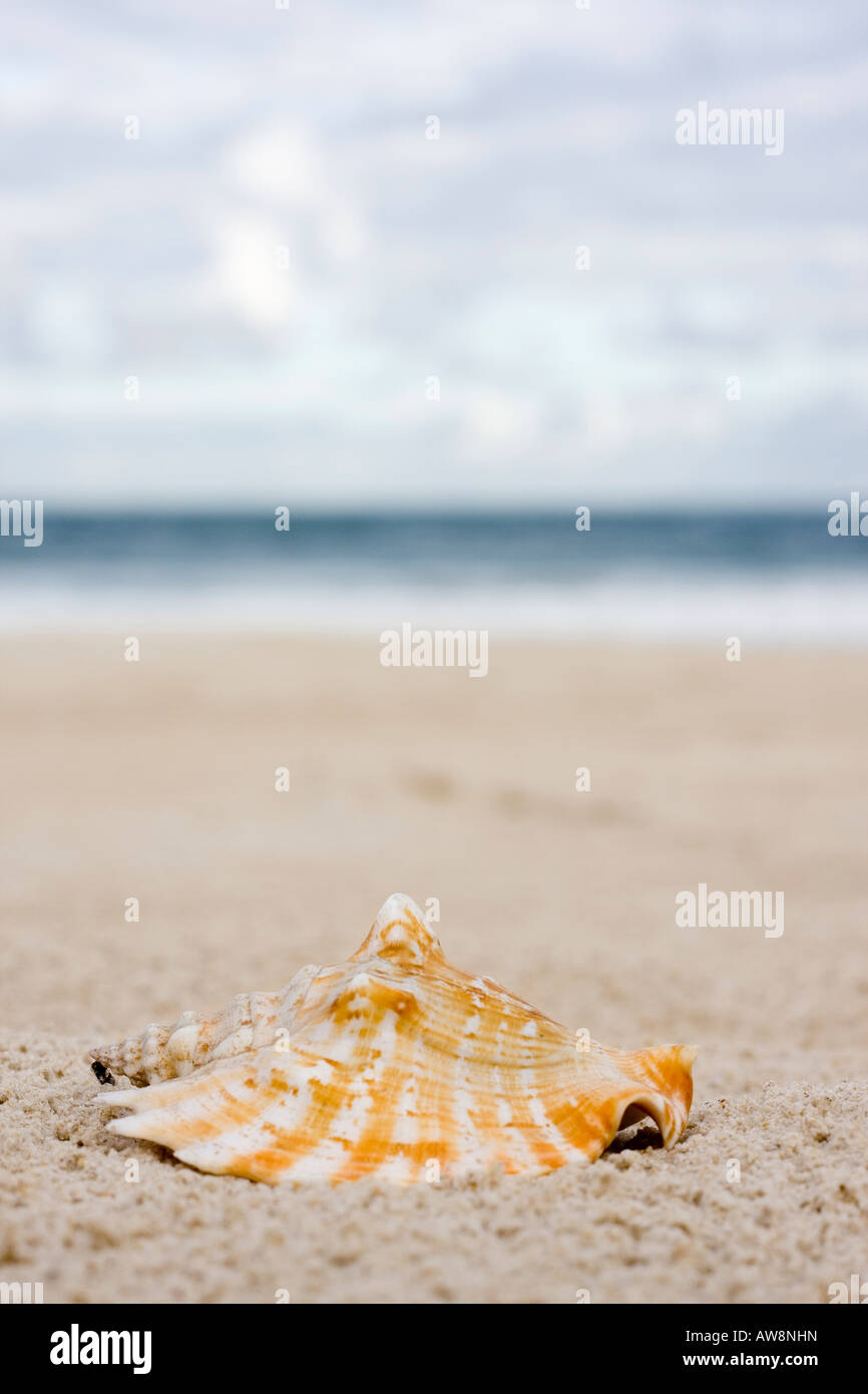 Shell on the beach with the sea and cloudy sky in the background Stock ...