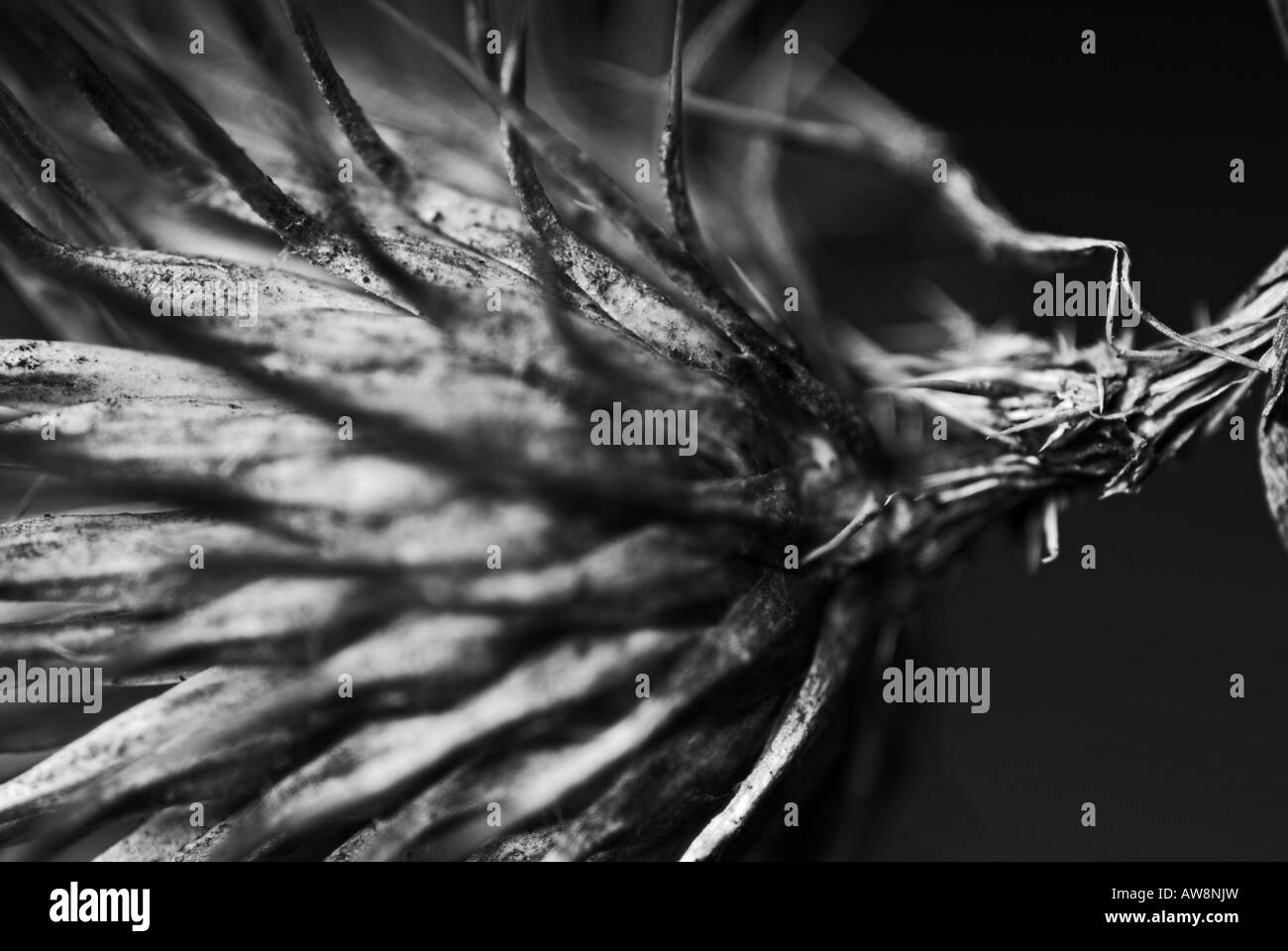 Abstracts of dried plants Stock Photo - Alamy