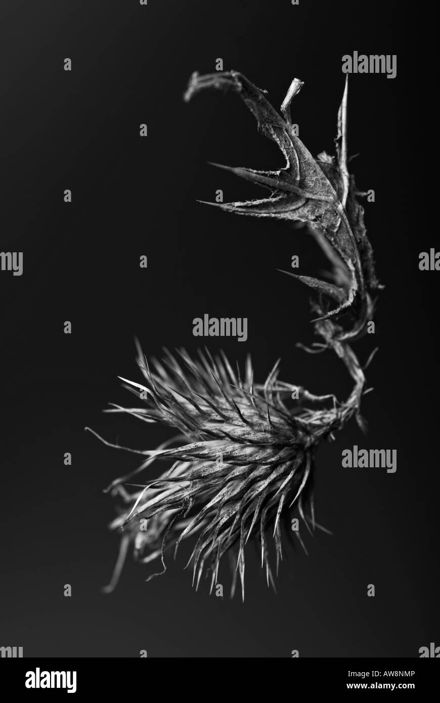 Abstracts of dried plants Stock Photo - Alamy