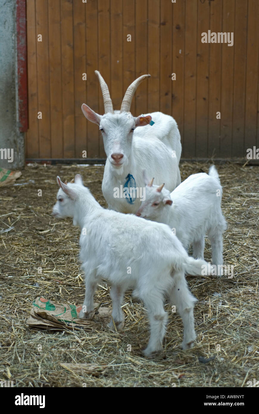 Image of a white Saana nanny goat The goat is standing in a barn with ...