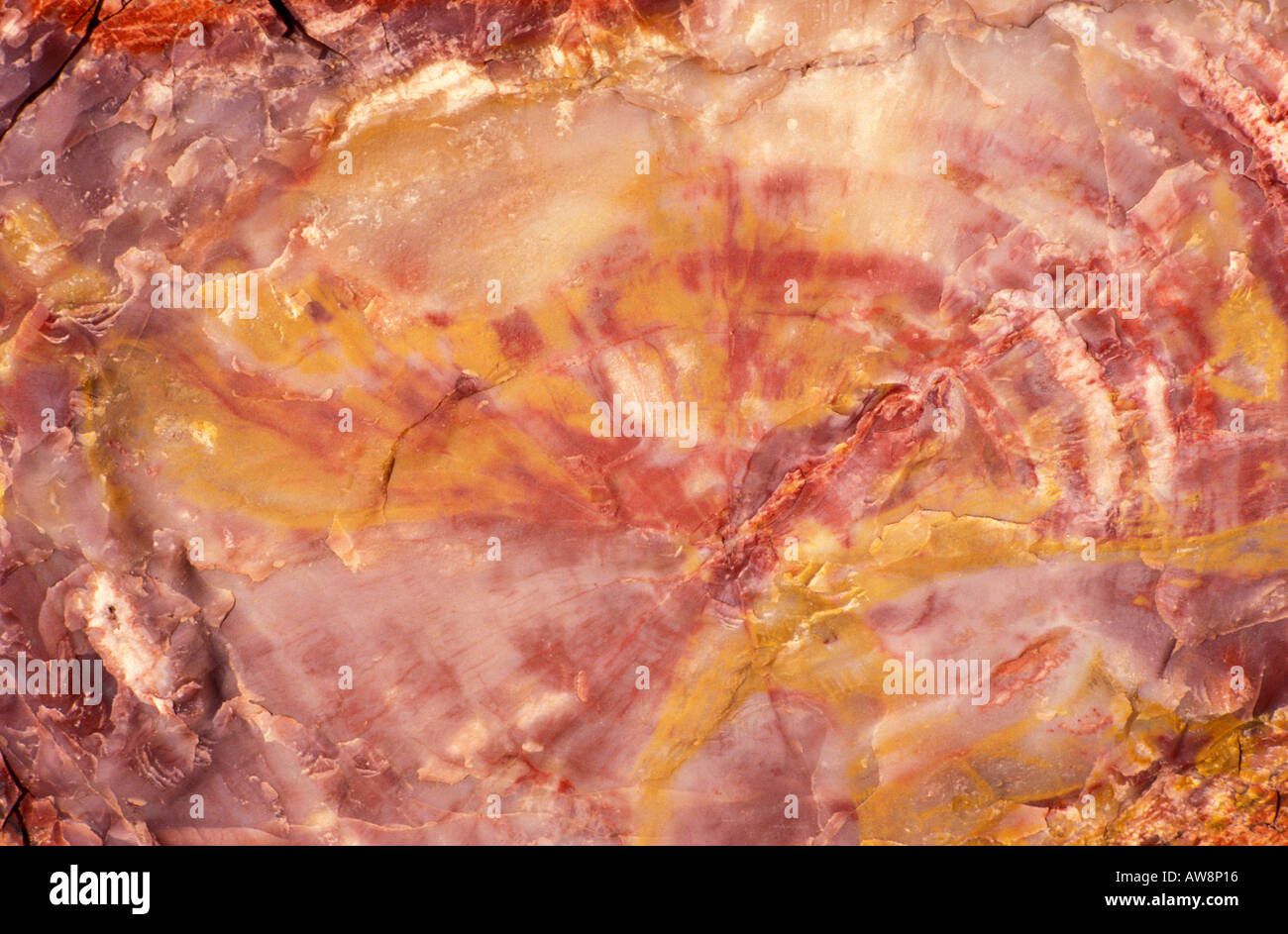 Cross section detail of a petrified log in the Crystal Forest Petrified ...