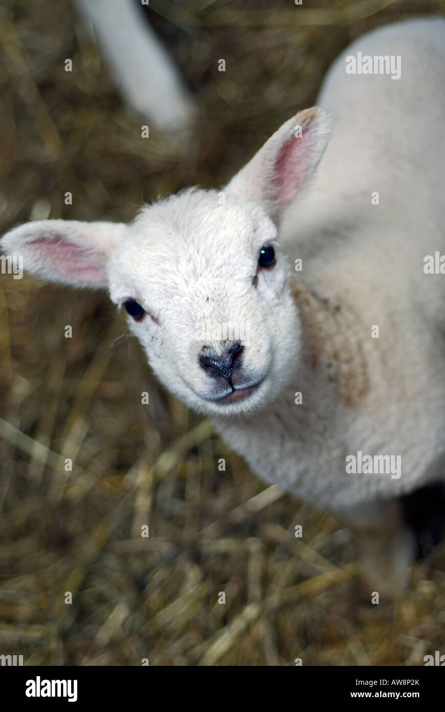 Image of a three week old lamb The lamb is inside a barn and the photo ...