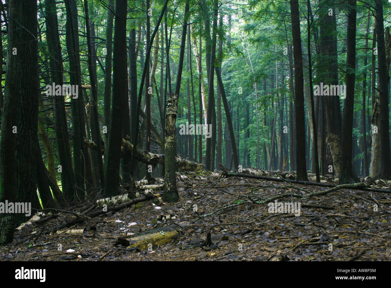 Devastated landscape the forest destroyed pictures images photos ...