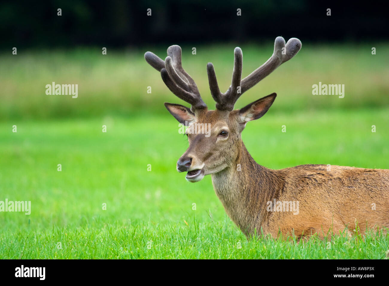 Red Deer at rest in a field at the edge of a wood Stock Photo - Alamy