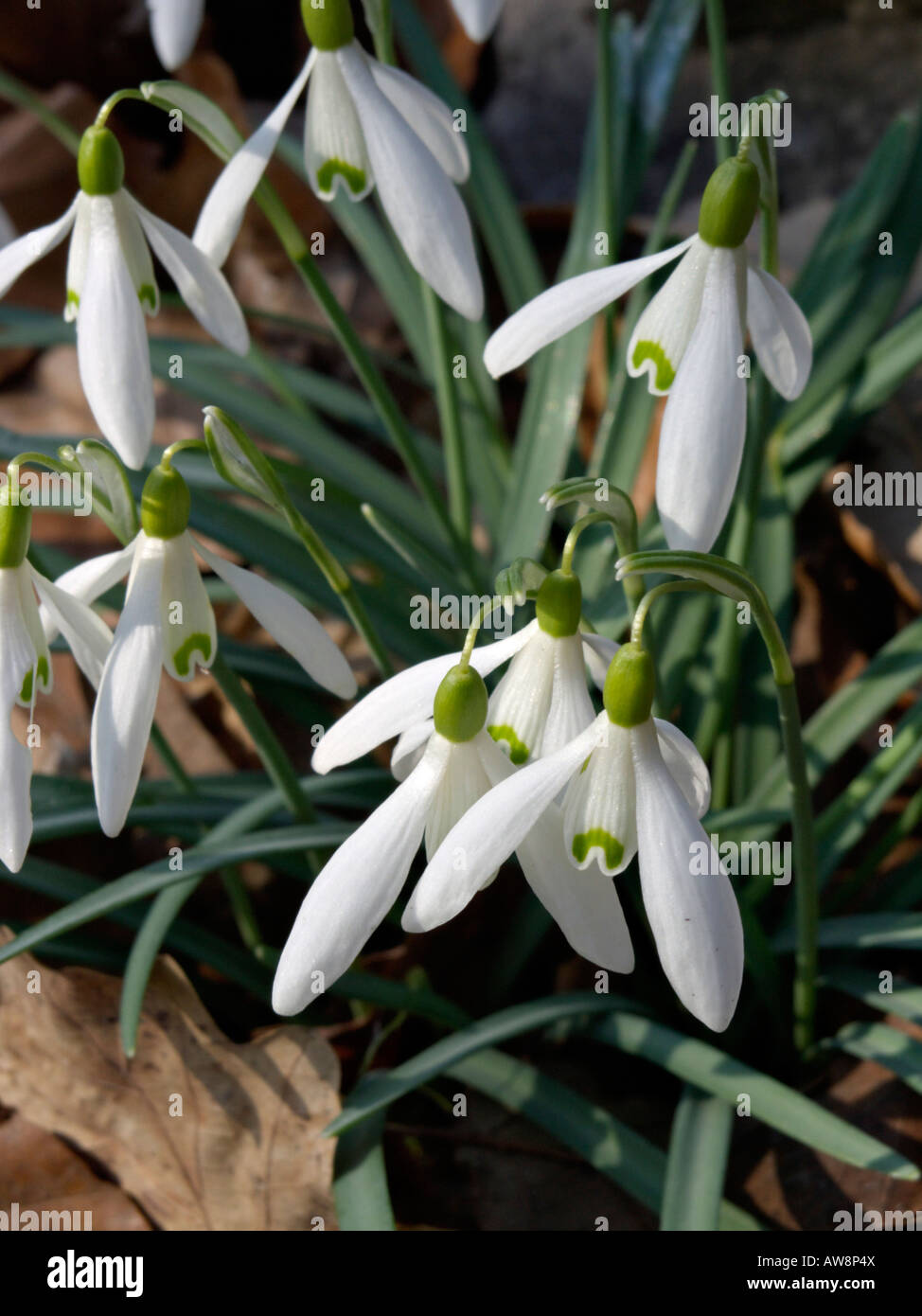 Common snowdrop (Galanthus nivalis Stock Photo - Alamy