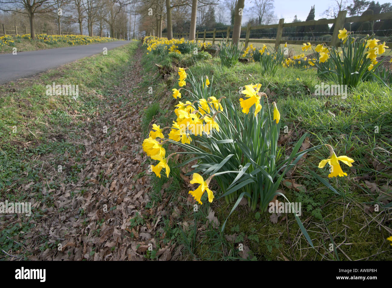 Yellow daffodil wild flowers growing wild in the countryside Stock ...