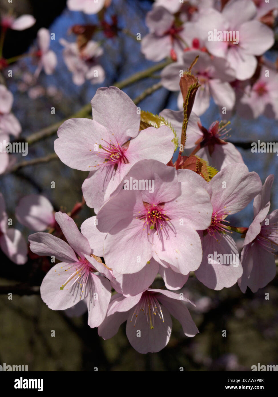 Sargent's cherry (Prunus sargentii Stock Photo - Alamy
