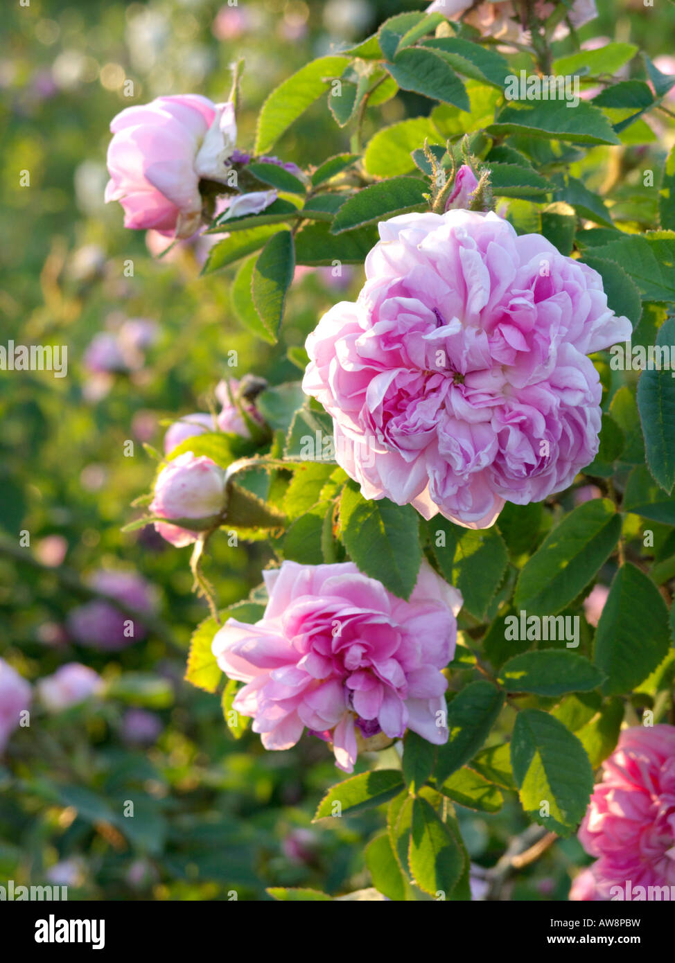 Cabbage rose (Rosa x centifolia 'Catherine de Wurttemberg' Stock Photo ...