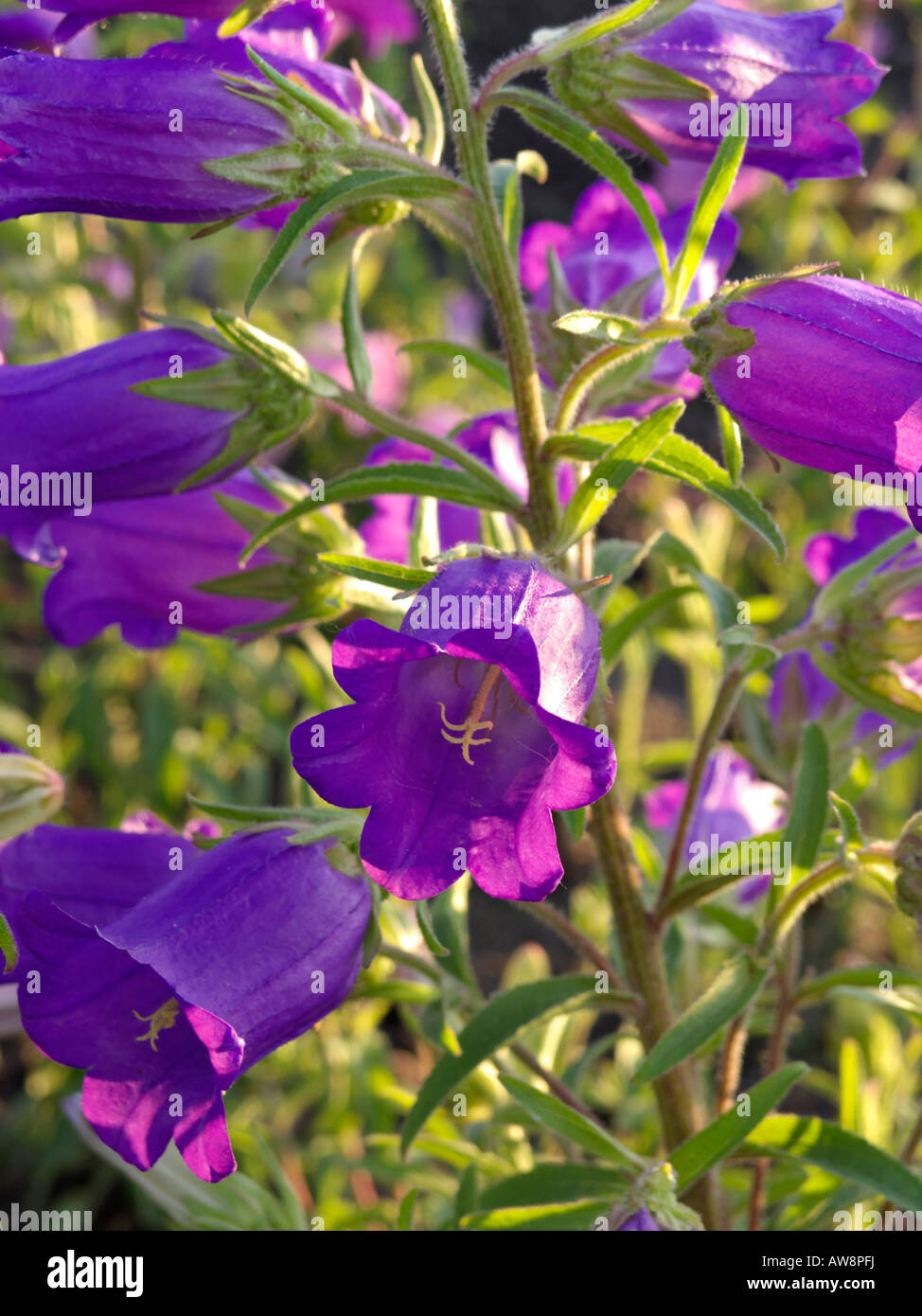 Canterbury bells campanula medium hi-res stock photography and images ...