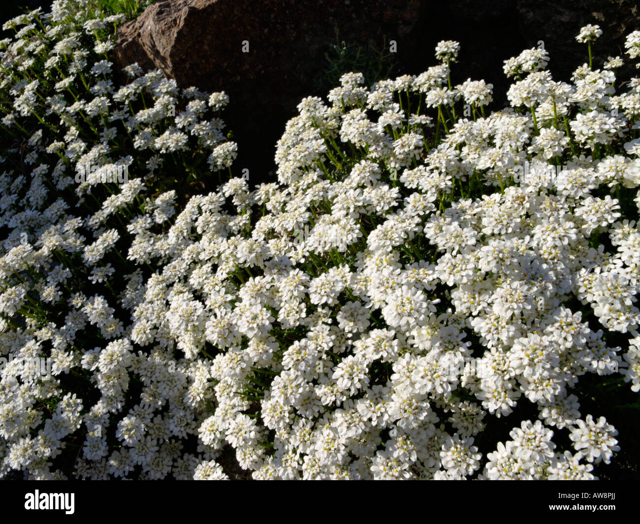 Evergreen candytuft (Iberis sempervirens Stock Photo - Alamy