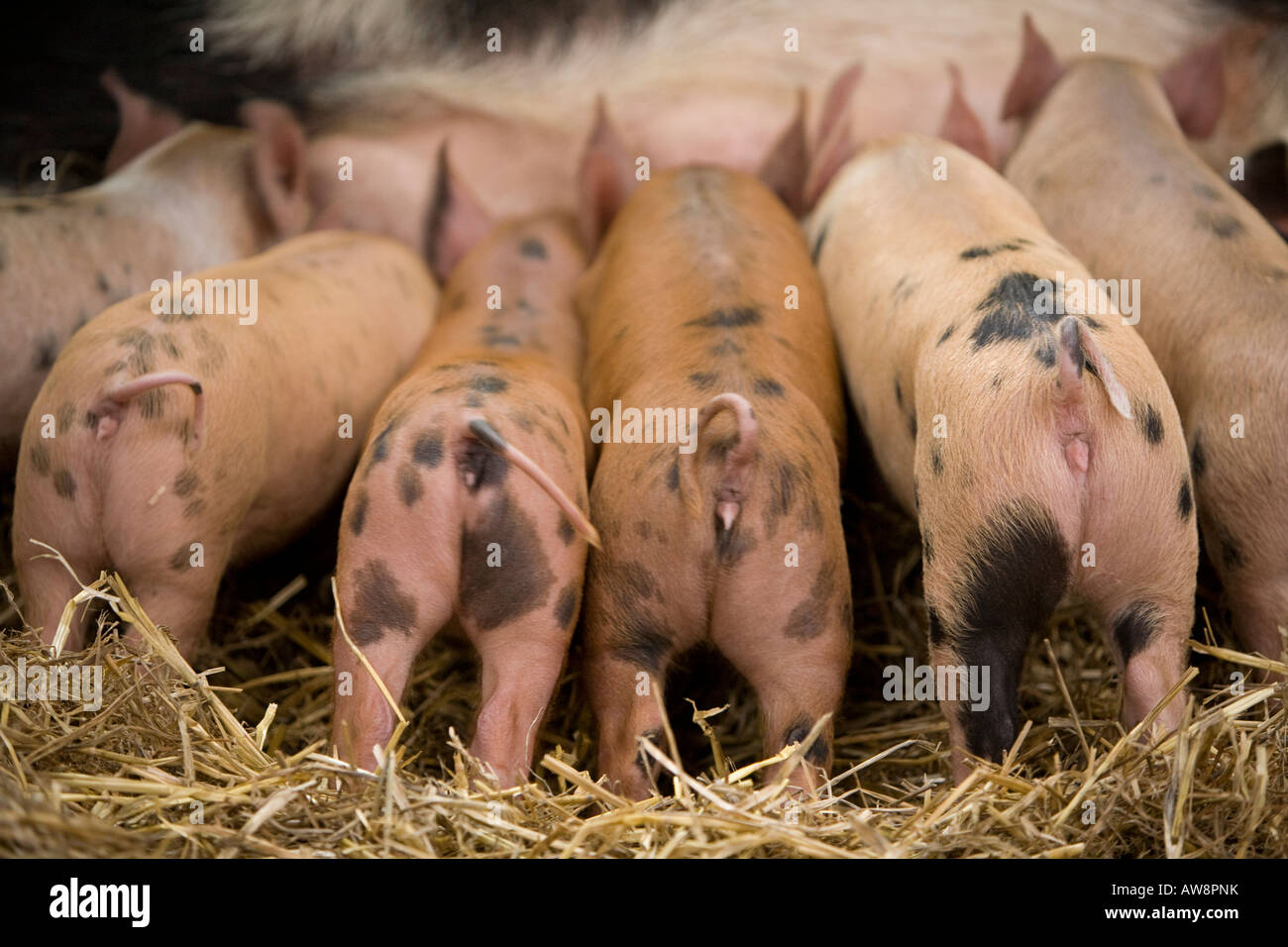 Young piglets suckling Stock Photo - Alamy
