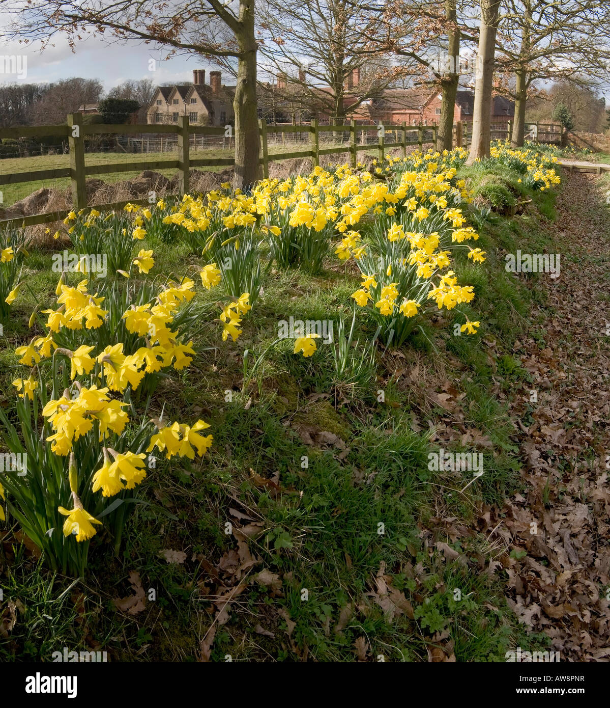 Yellow daffodil wild flowers growing wild in the countryside Stock ...