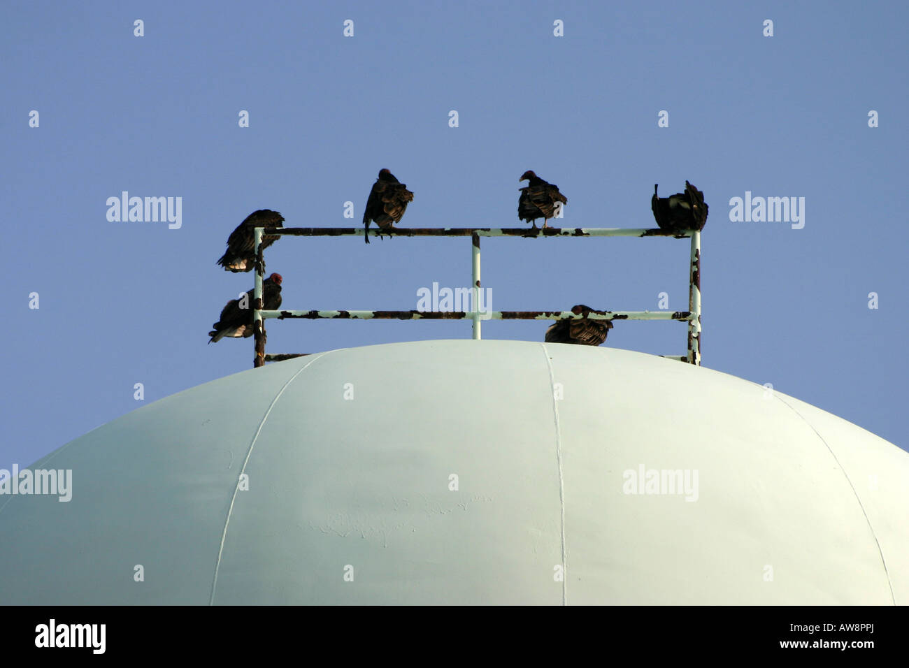 Water tower vultures hi-res stock photography and images - Alamy