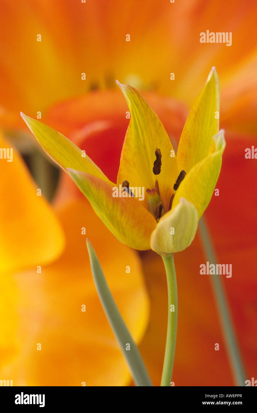Tulipa orphanidea flava hi-res stock photography and images - Alamy