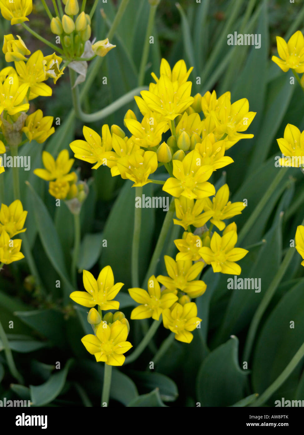 Lily leek (Allium moly Stock Photo - Alamy