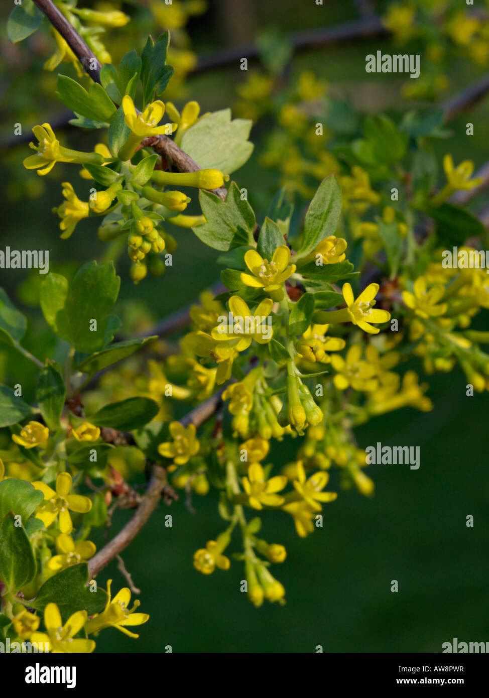 Golden currant (Ribes aureum Stock Photo - Alamy
