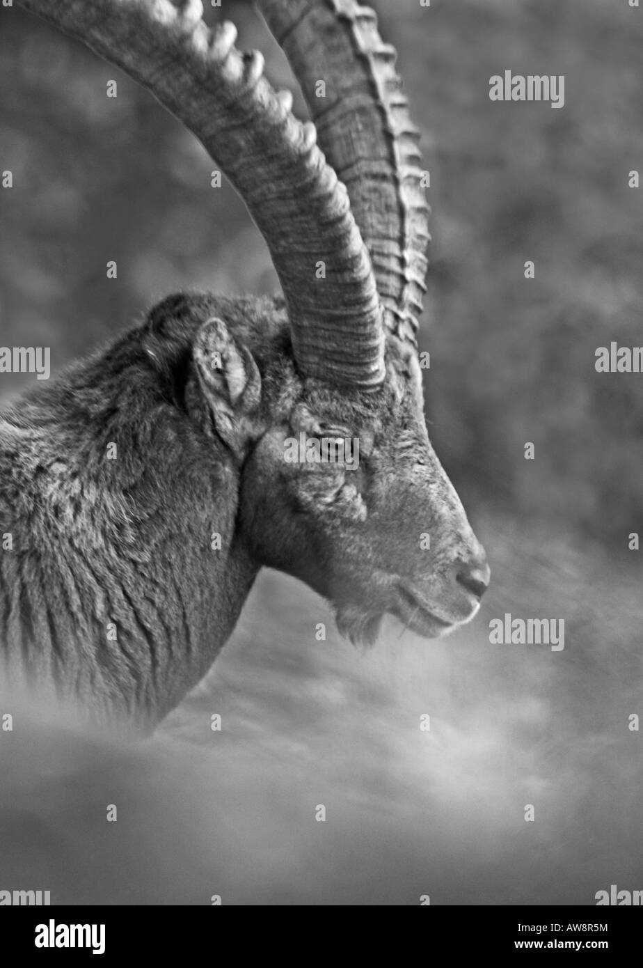Alpine ibex Black and White Stock Photos & Images - Alamy