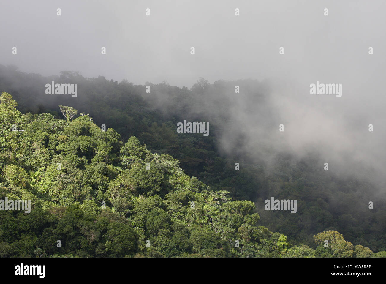 National tree of puerto rico hi-res stock photography and images - Alamy