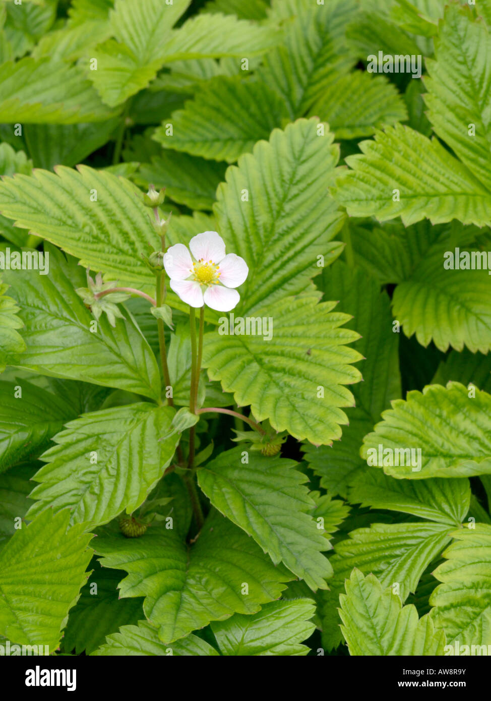 Fragaria hi-res stock photography and images - Alamy