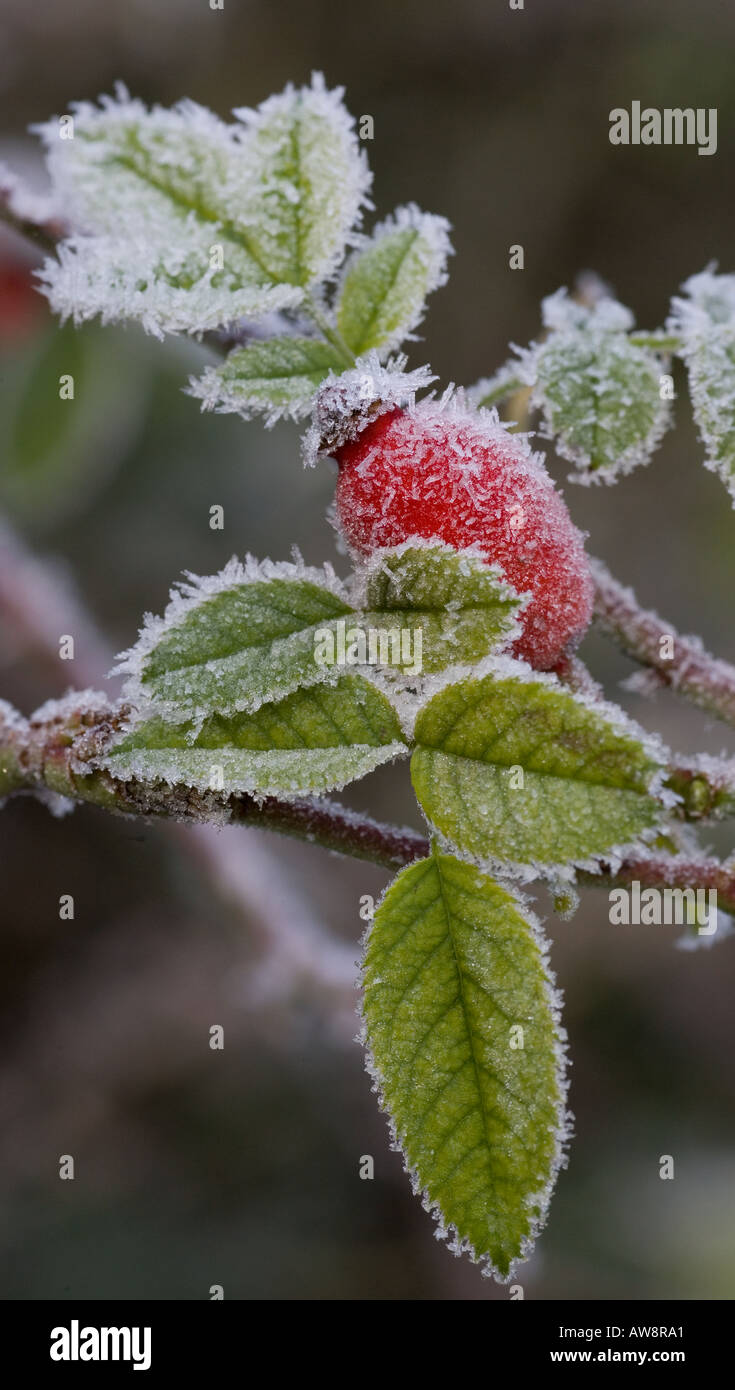 Dog Rose Rosa canina Frosted Leaves & Hip Stock Photo - Alamy