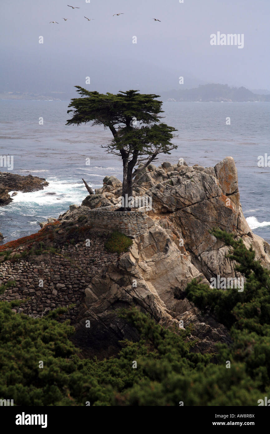 The Lone Cypress Stock Photo - Alamy
