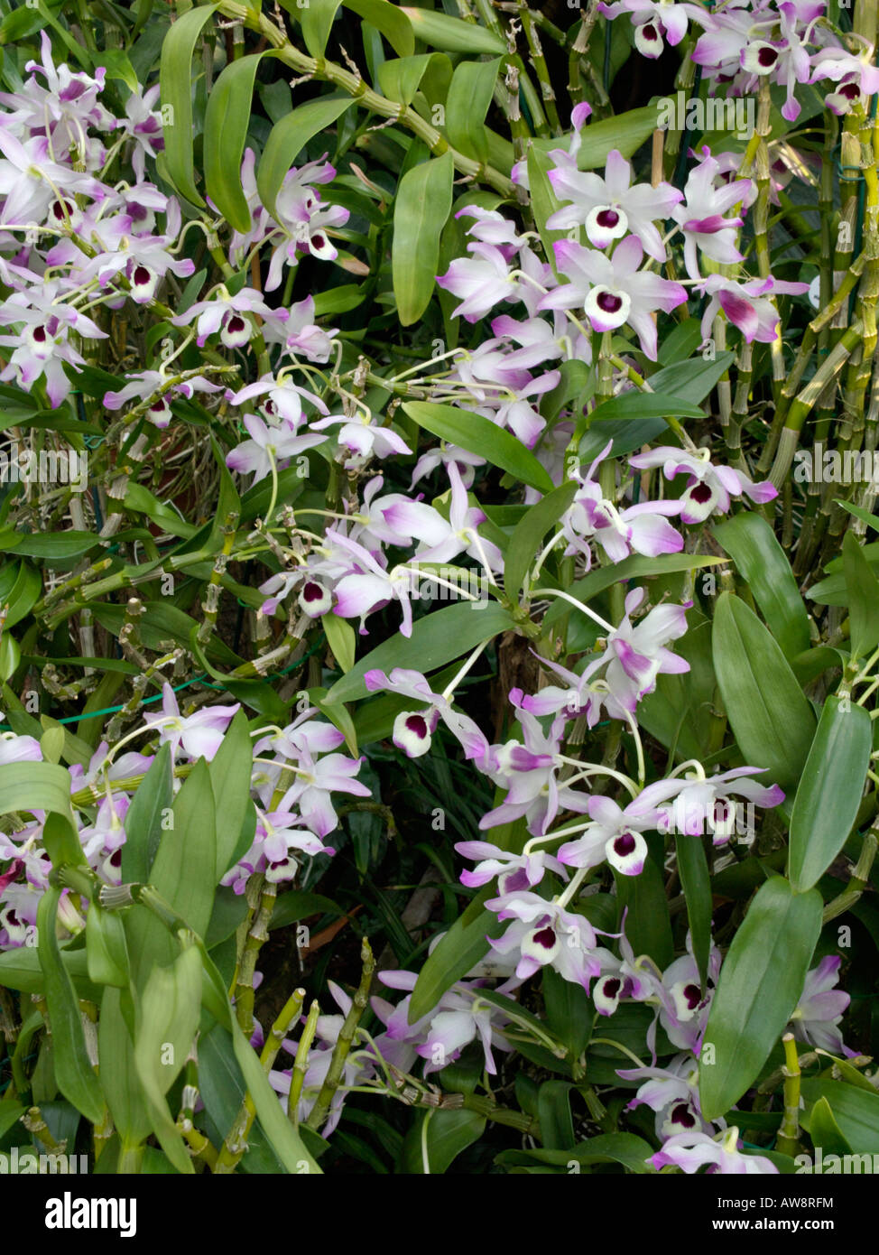 Dendrobium nobile hi-res stock photography and images - Alamy