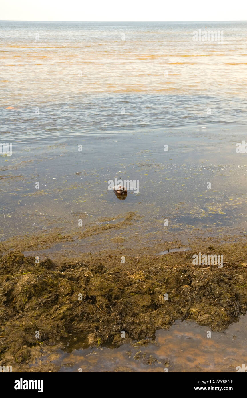 Blue green Algae in the Baltic Sea in the summertime Stock Photo - Alamy