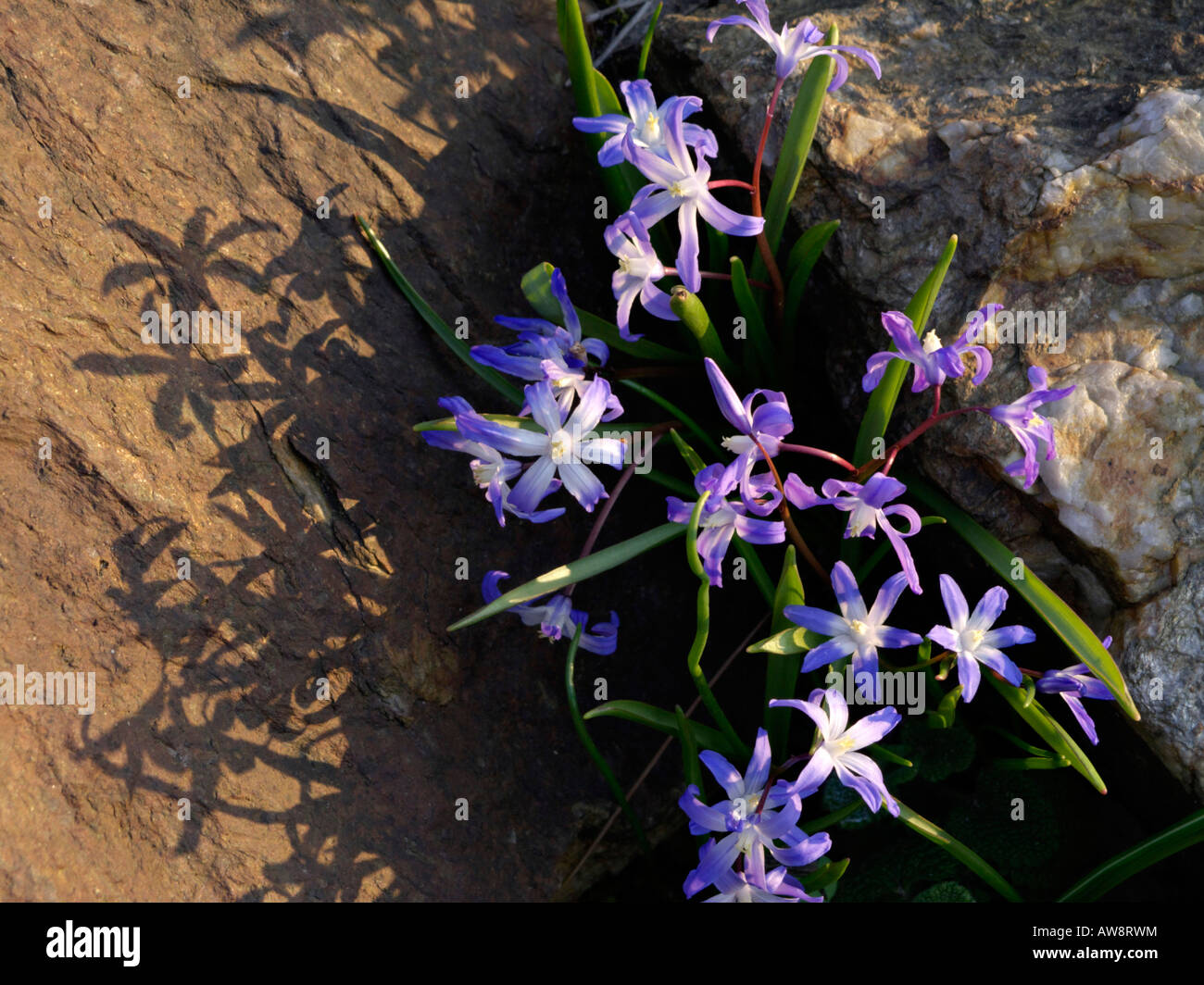 Forbes' glory of the snow (Chionodoxa forbesii syn. Scilla forbesii ...