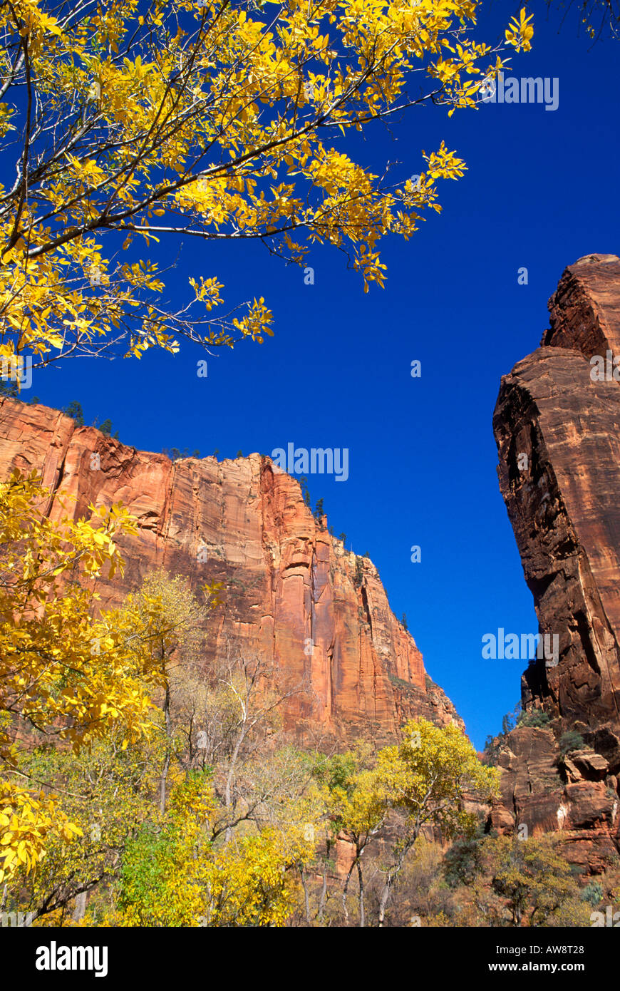 Red sandstone cliffs and fall color at the Temple of Sinawava in Zion ...