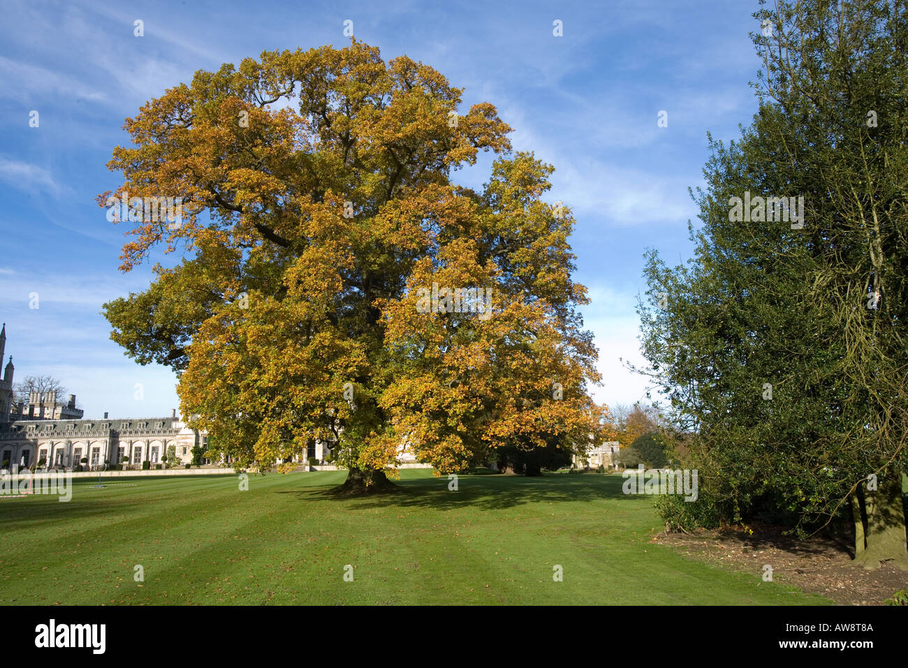 Royal oak tree hi-res stock photography and images - Alamy