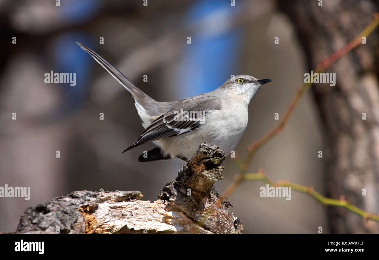 Northern Mockingbird on a tree limb Stock Photo - Alamy