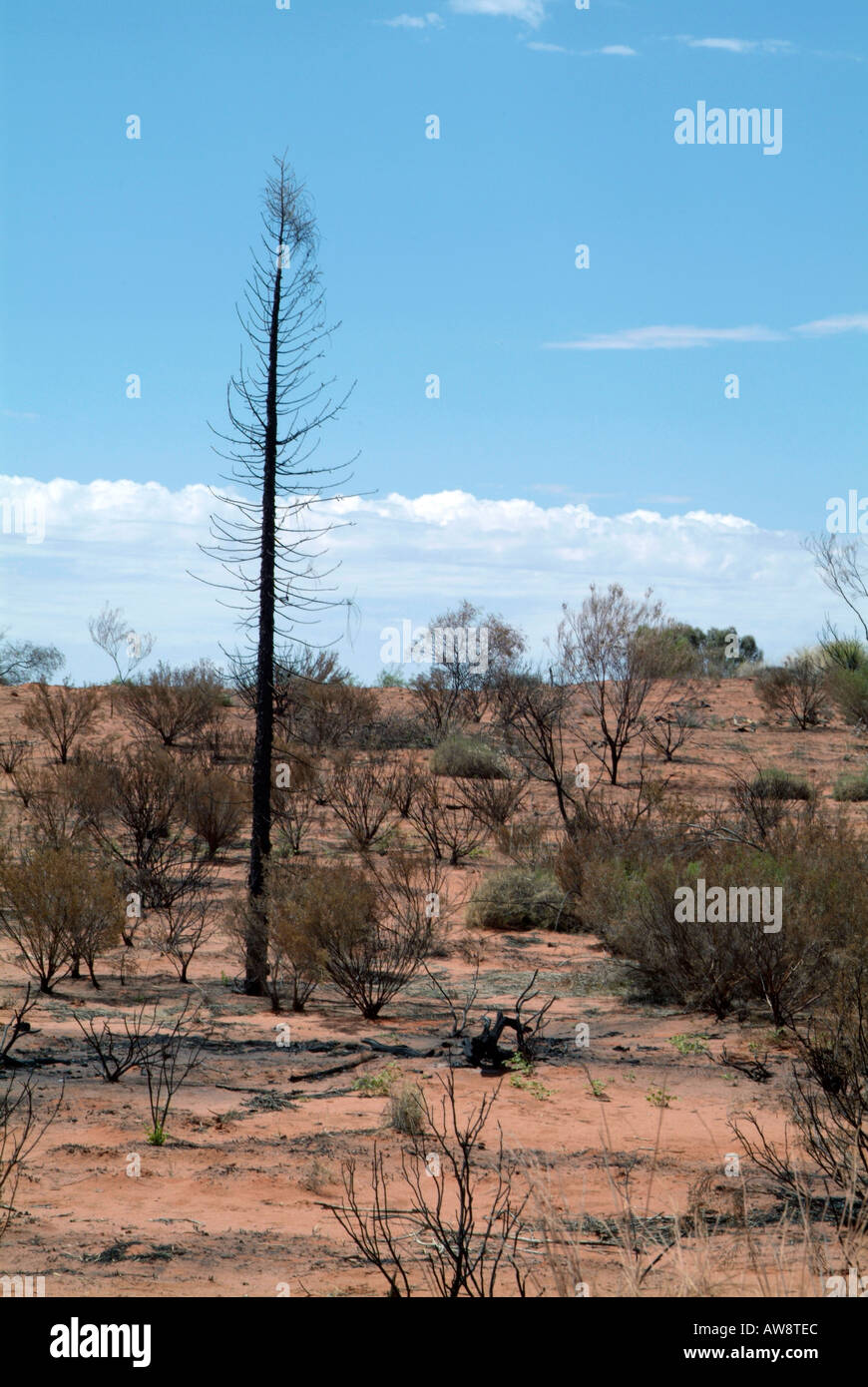 Fire burnt scrubland in the Australian out back outback dry arid bush ...