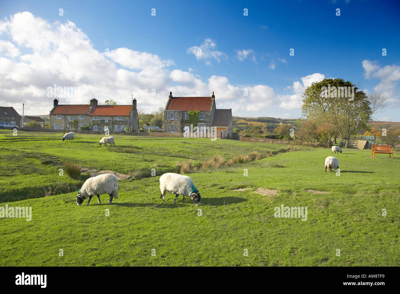 The Green with sheep Goathland North Yorkshire England Goathland is ...