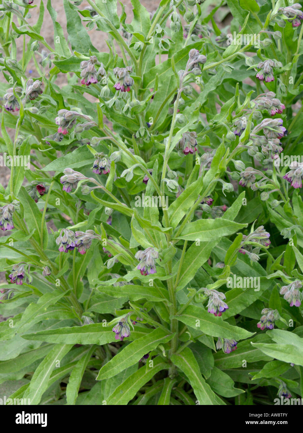 Common hound's tongue (Cynoglossum officinale Stock Photo - Alamy