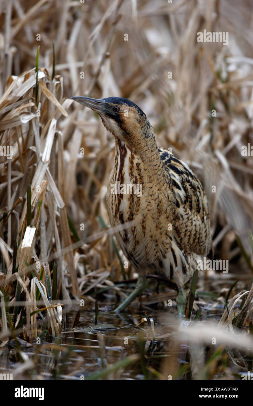 Bittern hi-res stock photography and images - Alamy
