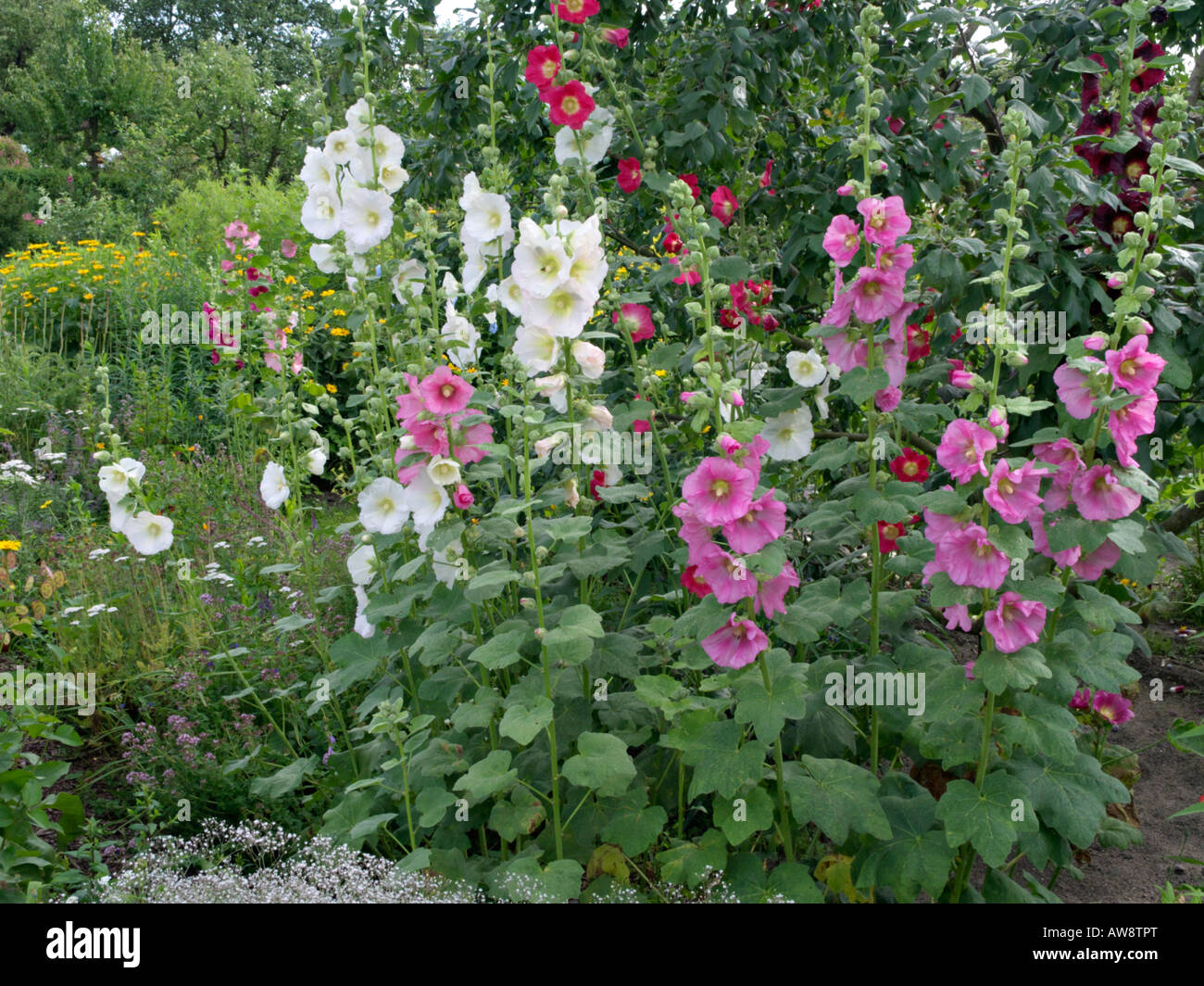 Common hollyhock (Alcea rosea Stock Photo - Alamy Common hollyhock (Alcea rosea Stock Photo - Alamy