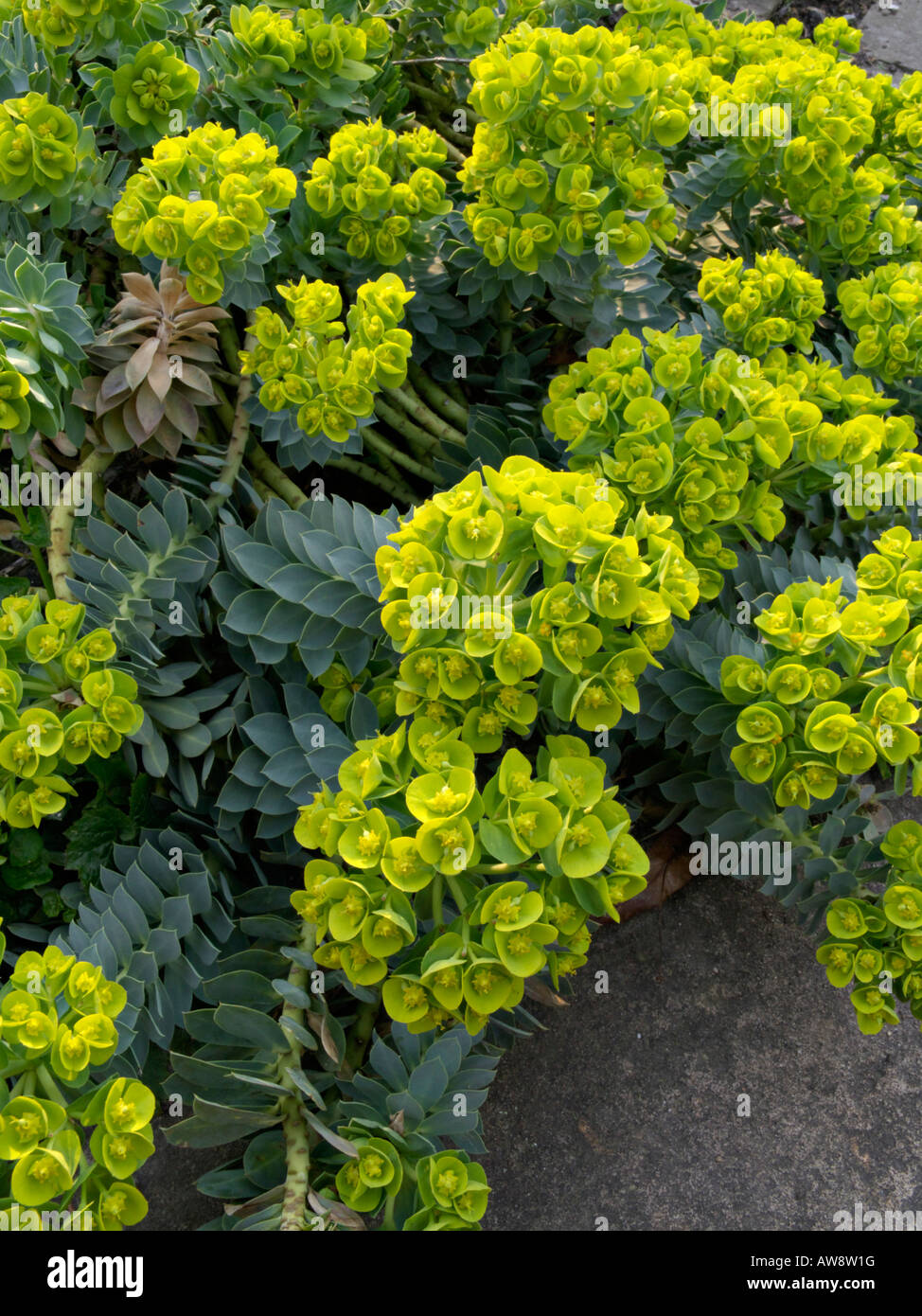 Euphorbia euphorbia myrsinites hi-res stock photography and images - Alamy