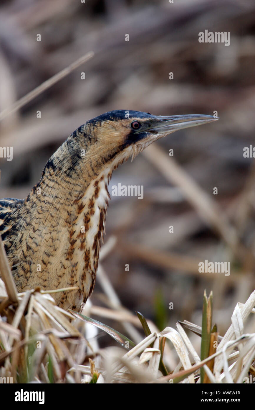 Reedbed hi-res stock photography and images - Alamy