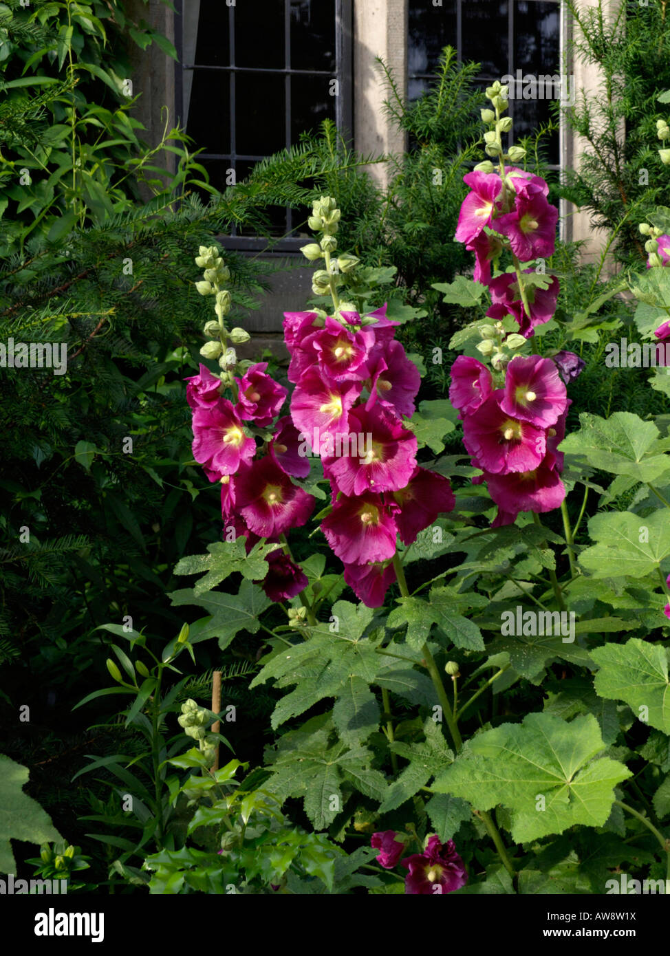 Alcea rosea hi-res stock photography and images - Alamy