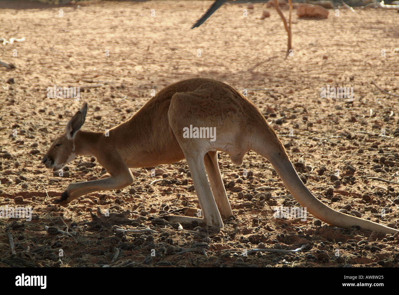 Kangaroo kangaroos pouch jump bounce Australia Australian outback ...