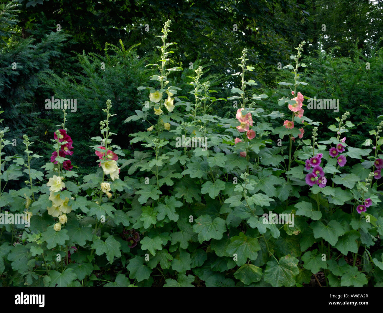 Alcea species hi-res stock photography and images - Alamy